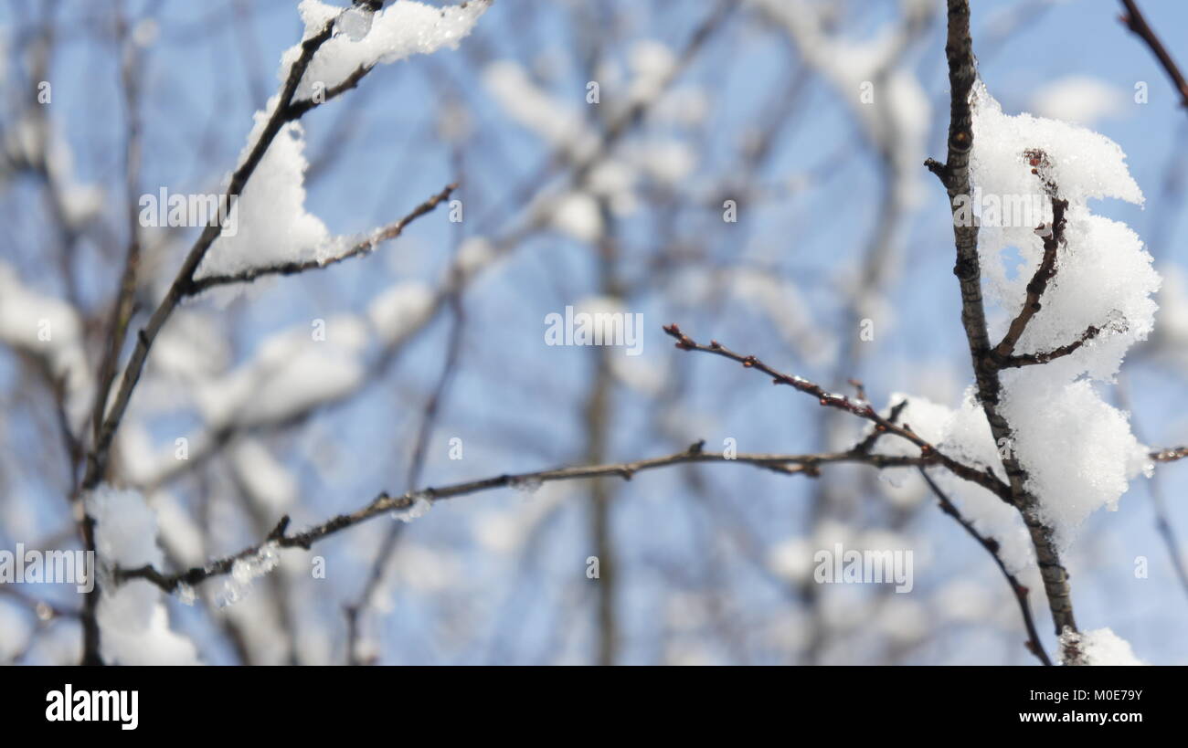 Winter landscape with trees coverd by snow, Winter snow storm in a ...