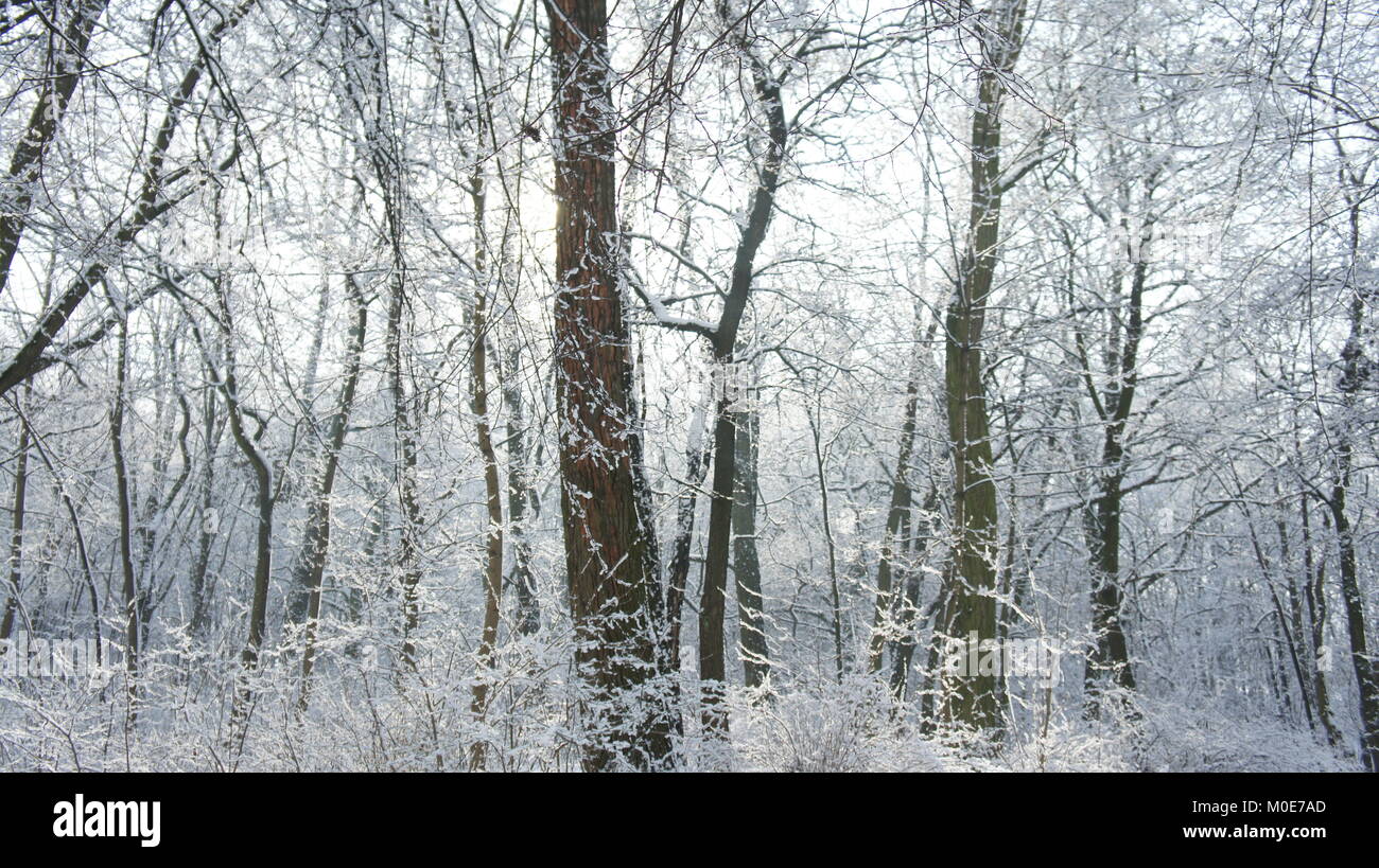 Winter landscape with trees coverd by snow, Winter snow storm in a ...