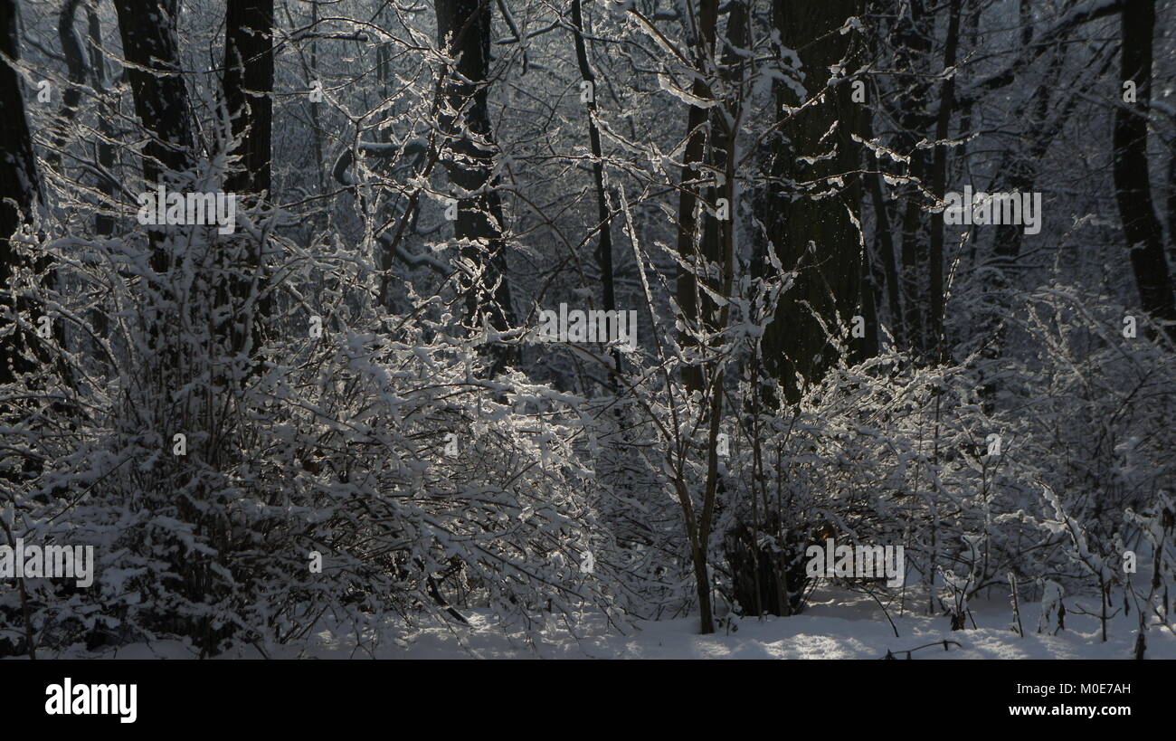 Winter landscape with trees coverd by snow, Winter snow storm in a ...