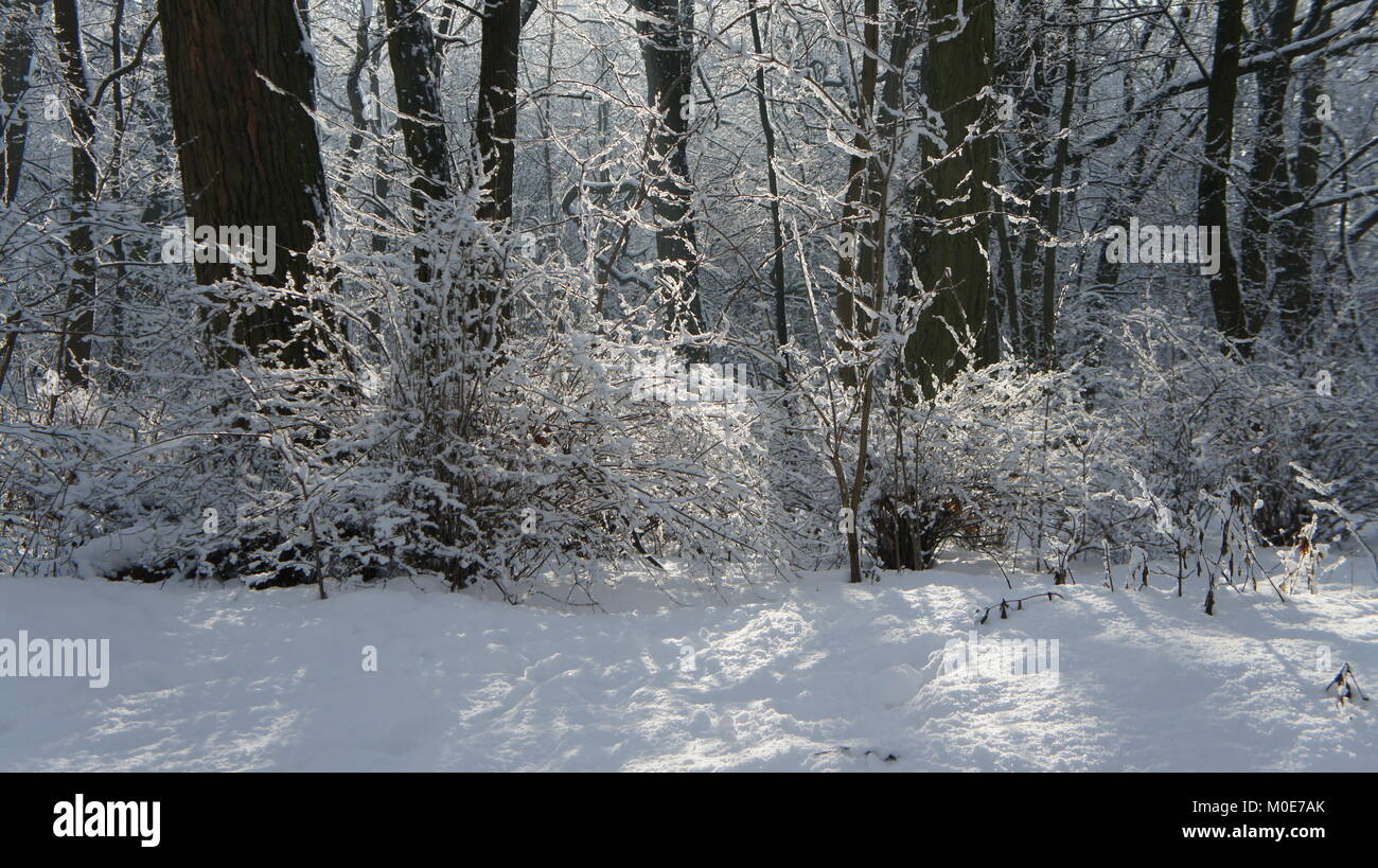 Winter landscape with trees coverd by snow, Winter snow storm in a ...