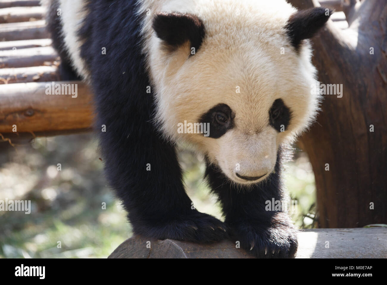 A close up of the head of a lovely panda Stock Photo - Alamy