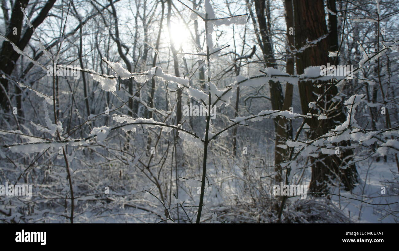 Winter landscape with trees coverd by snow, Winter snow storm in a ...