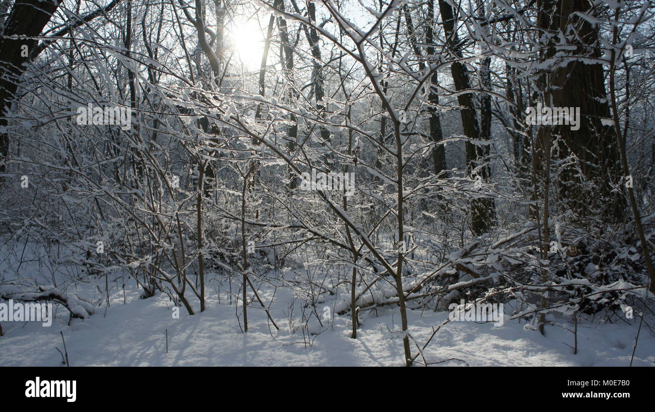 Winter landscape with trees coverd by snow, Winter snow storm in a ...