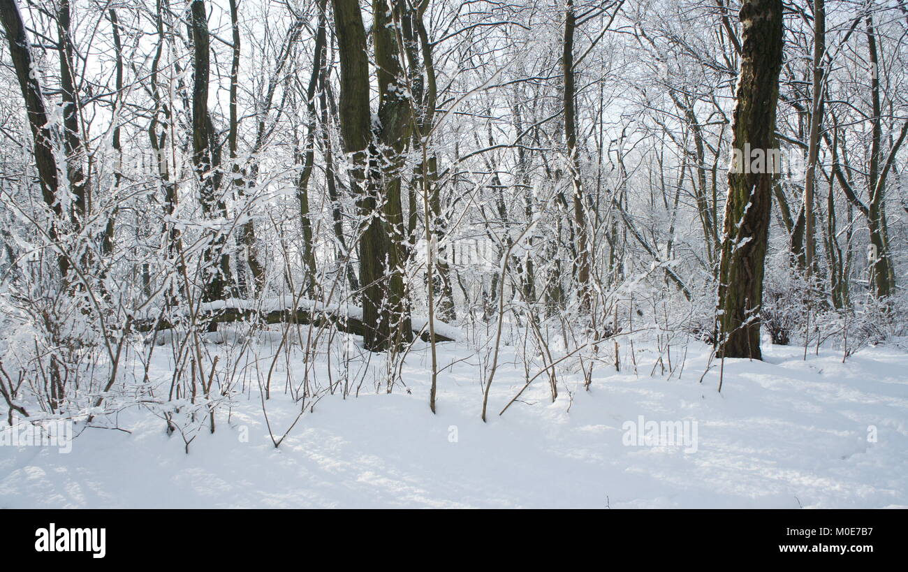 Winter landscape with trees coverd by snow, Winter snow storm in a ...
