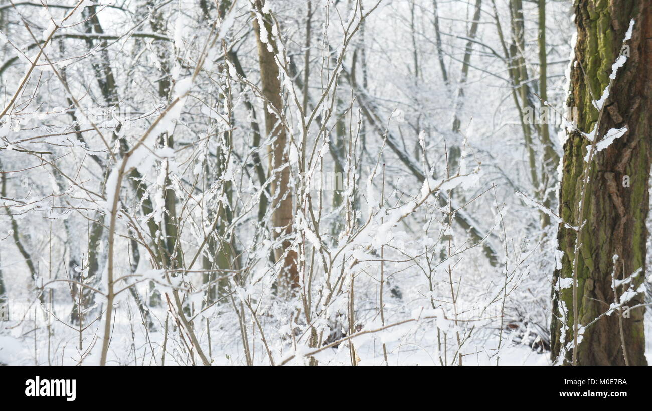 Arching tree fog hi-res stock photography and images - Alamy