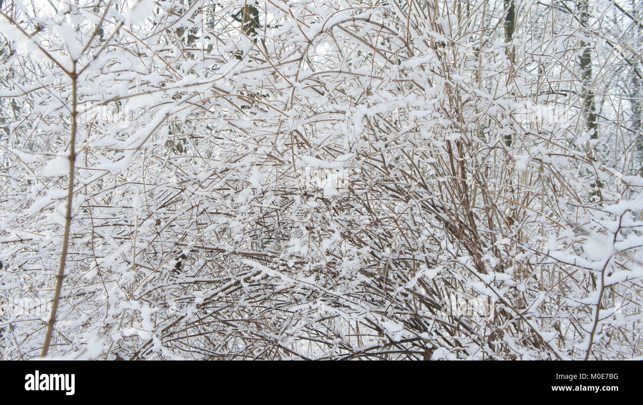 Winter landscape with trees coverd by snow, Winter snow storm in a ...