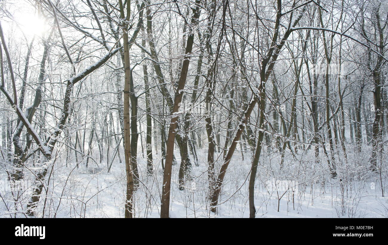 Winter landscape with trees coverd by snow, Winter snow storm in a ...