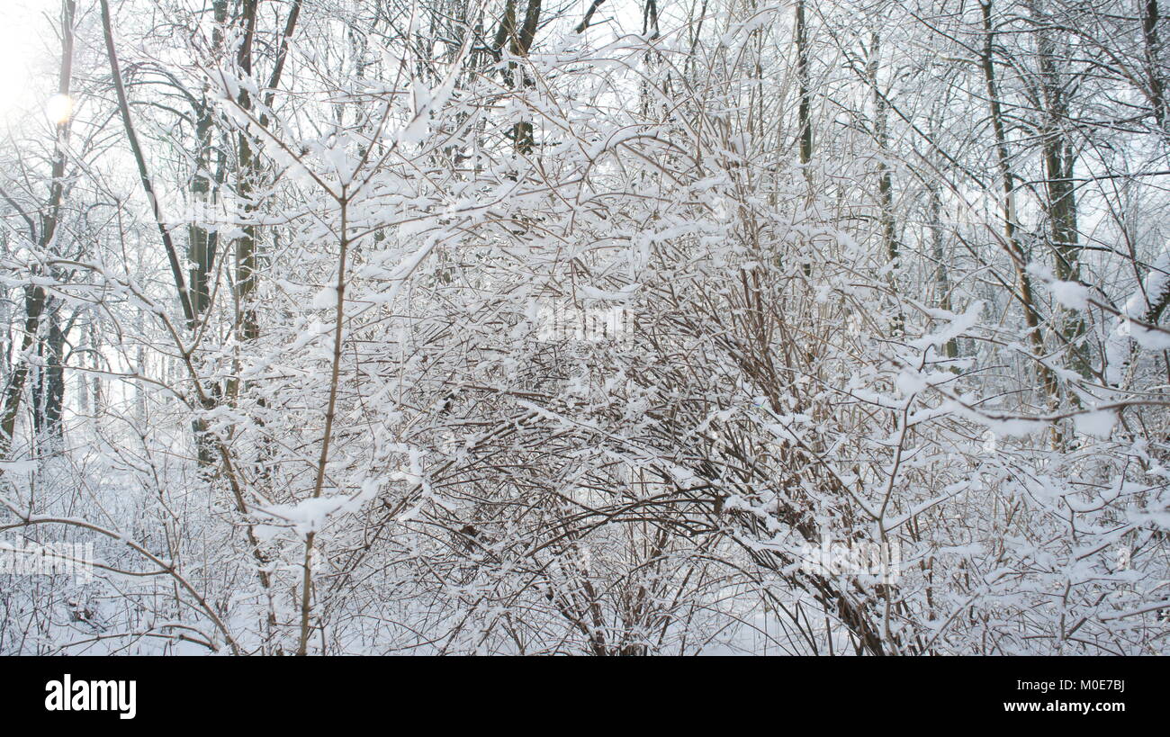 Winter landscape with trees coverd by snow, Winter snow storm in a ...