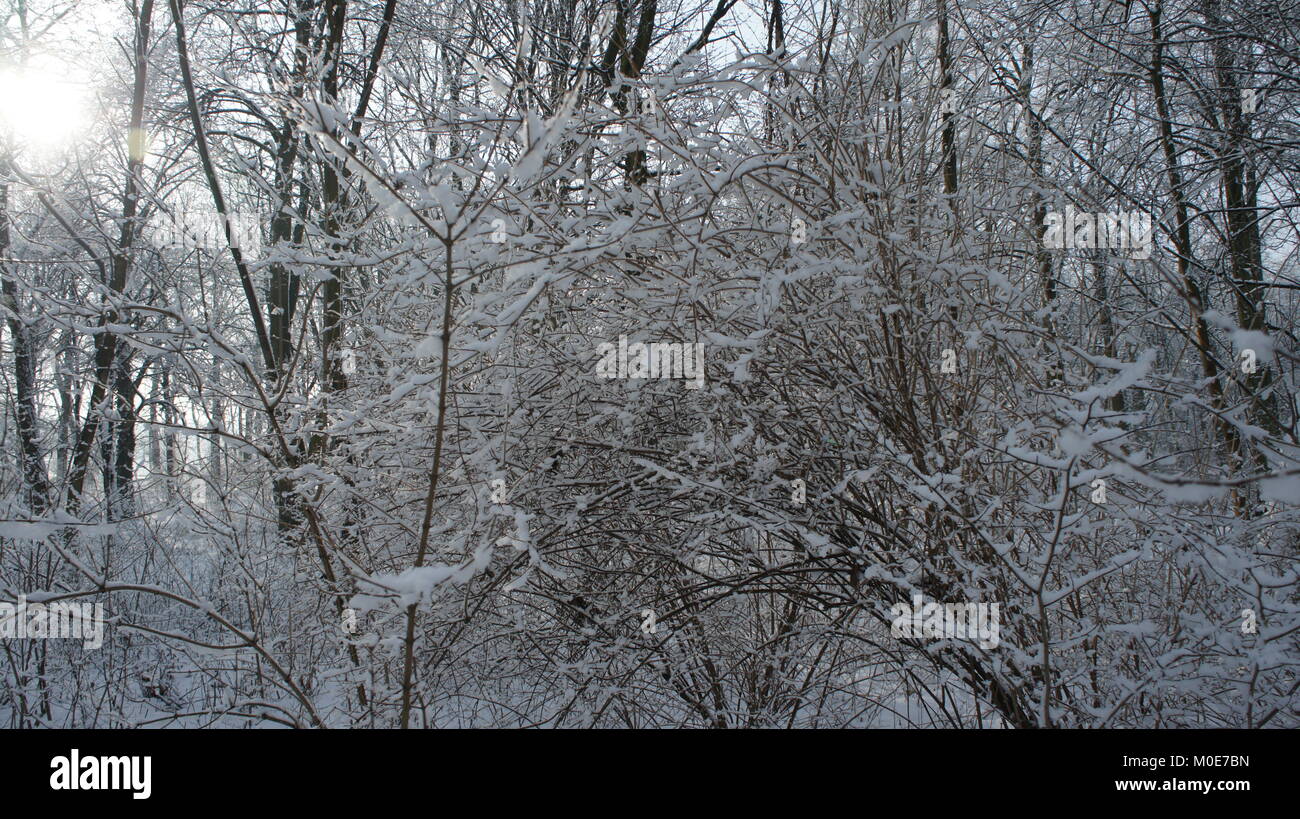 Winter landscape with trees coverd by snow, Winter snow storm in a ...