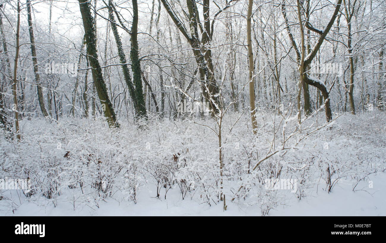 Winter landscape with trees coverd by snow, Winter snow storm in a ...
