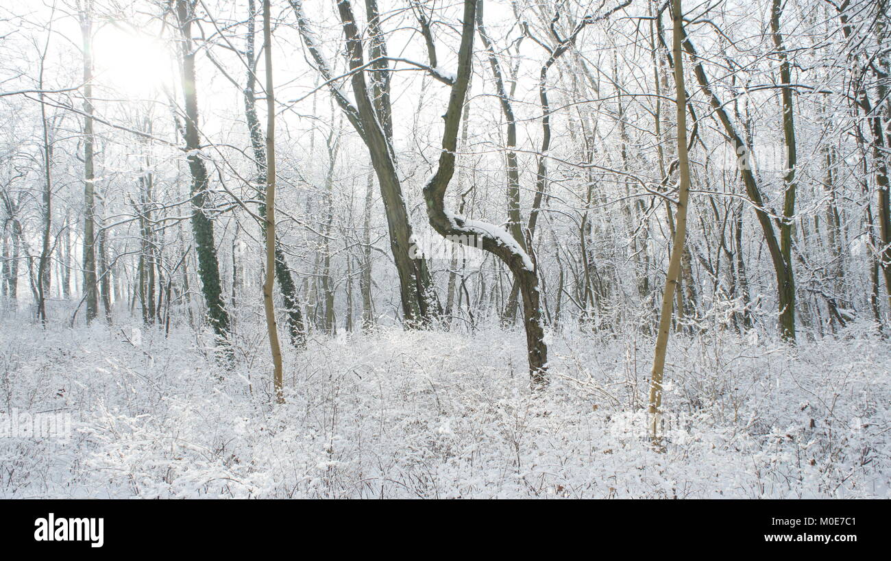 Winter landscape with trees coverd by snow, Winter snow storm in a ...