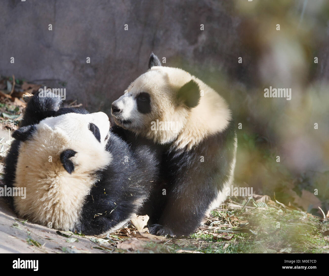 Panda Cubs Playing On Slide
