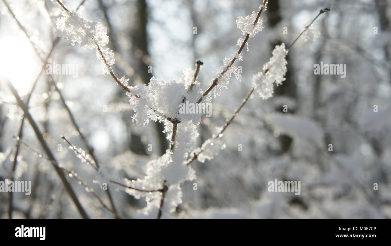 Winter landscape with trees coverd by snow, Winter snow storm in a ...