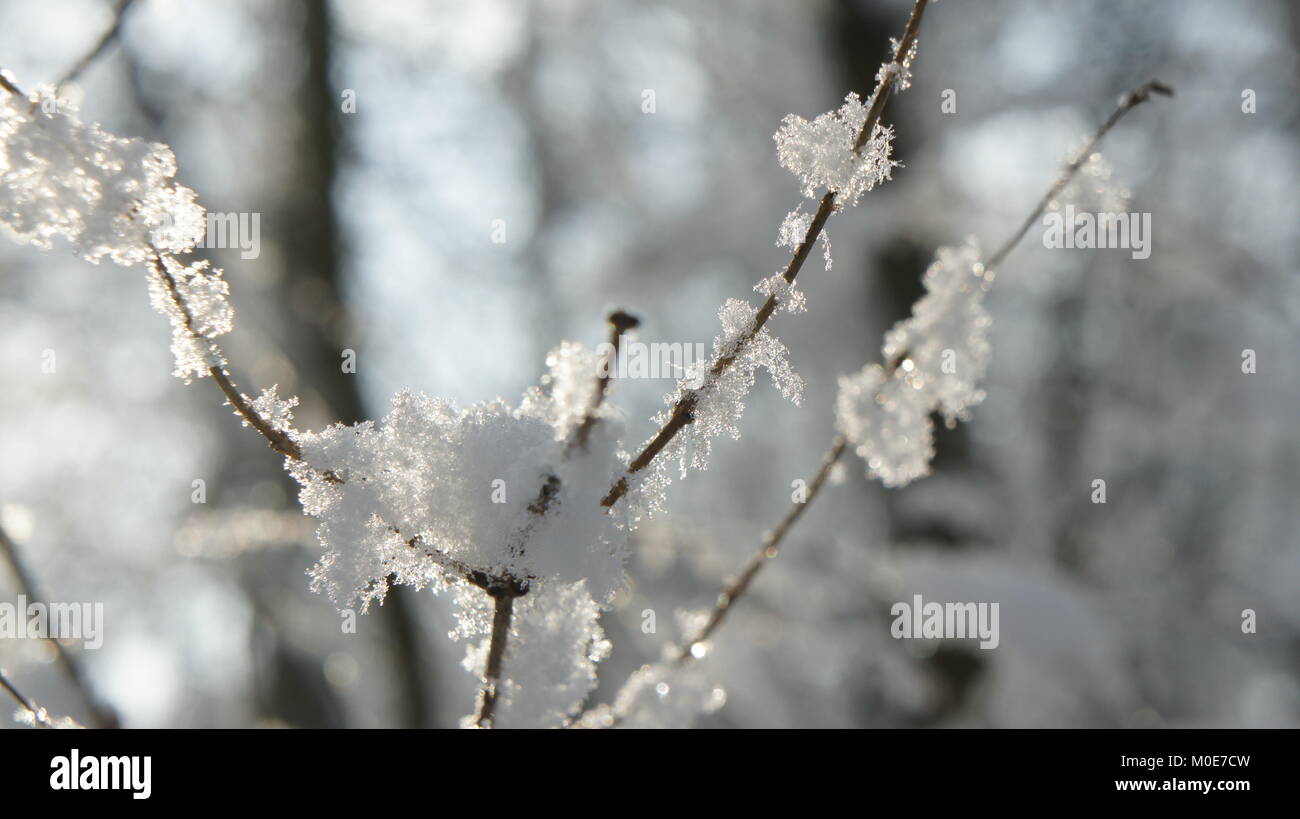 Winter landscape with trees coverd by snow, Winter snow storm in a ...