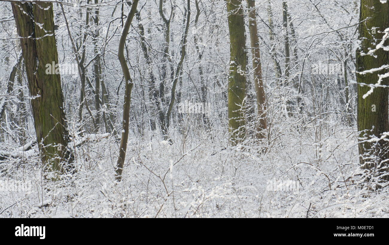 Winter landscape with trees coverd by snow, Winter snow storm in a ...