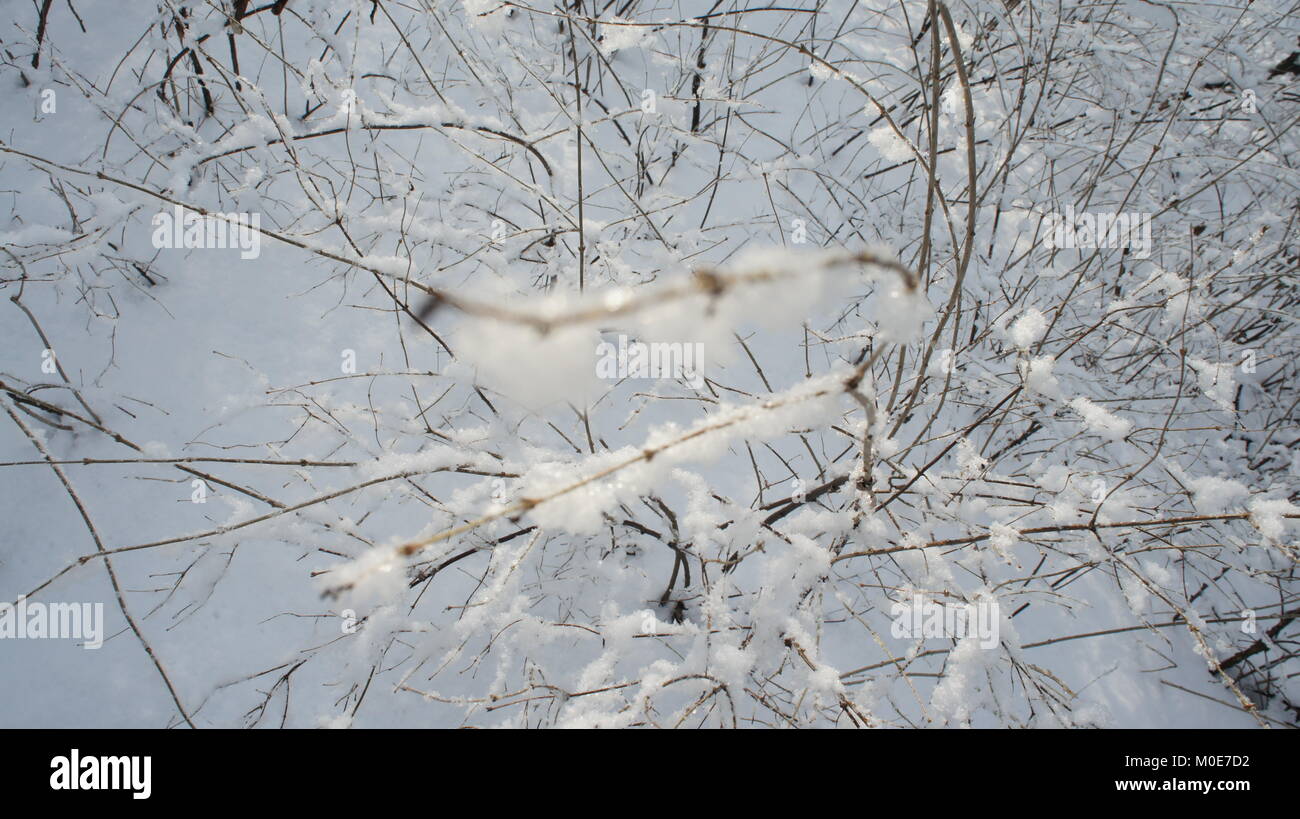 Winter landscape with trees coverd by snow, Winter snow storm in a ...