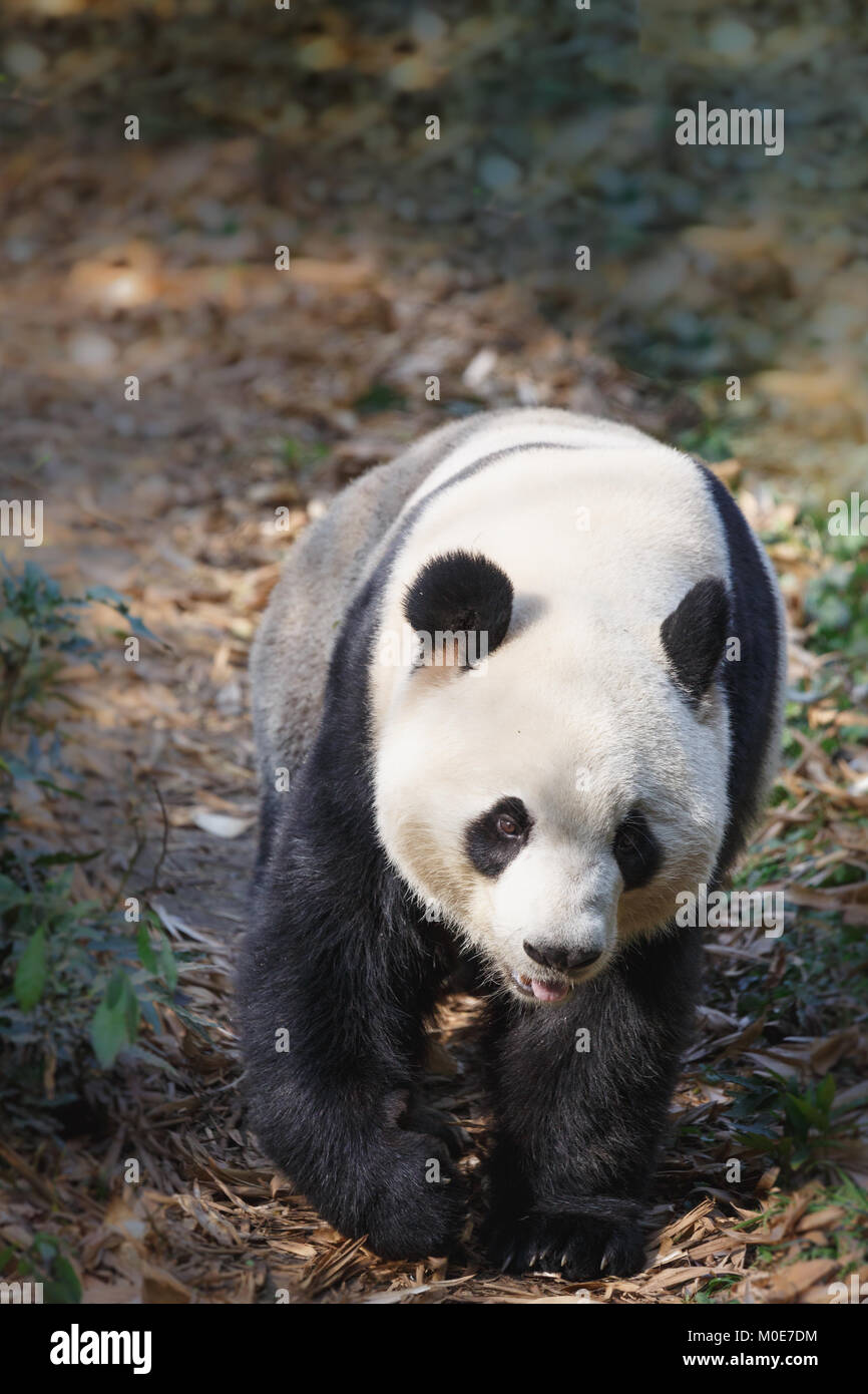 A panda is walking on the meadow Stock Photo - Alamy