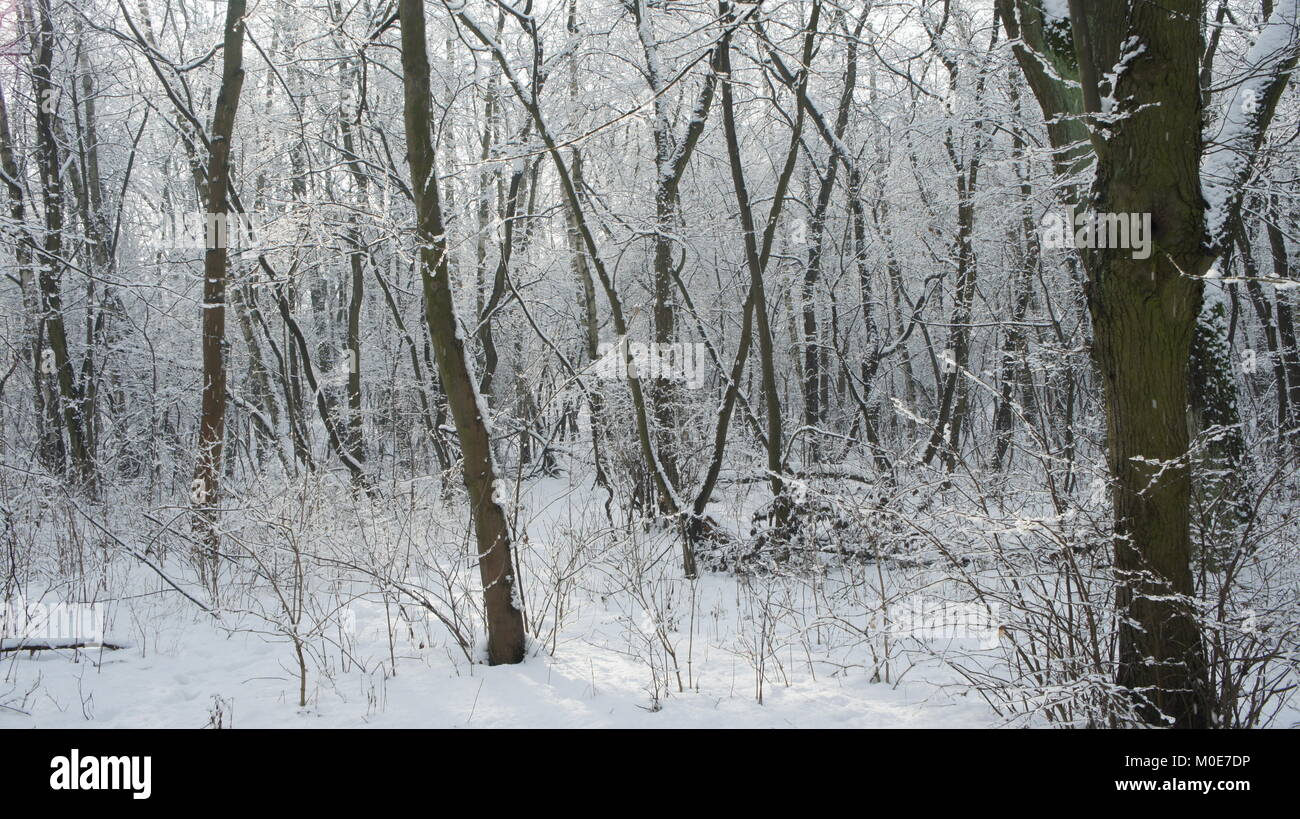 Winter landscape with trees coverd by snow, Winter snow storm in a ...