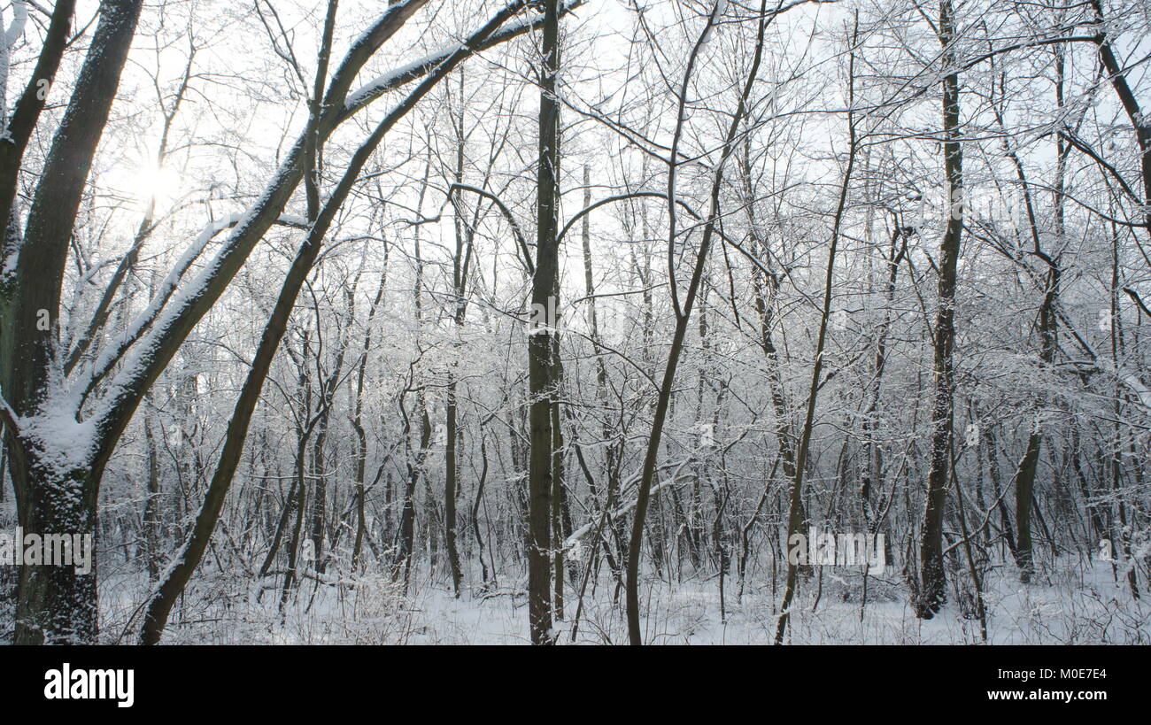 Winter landscape with trees coverd by snow, Winter snow storm in a ...