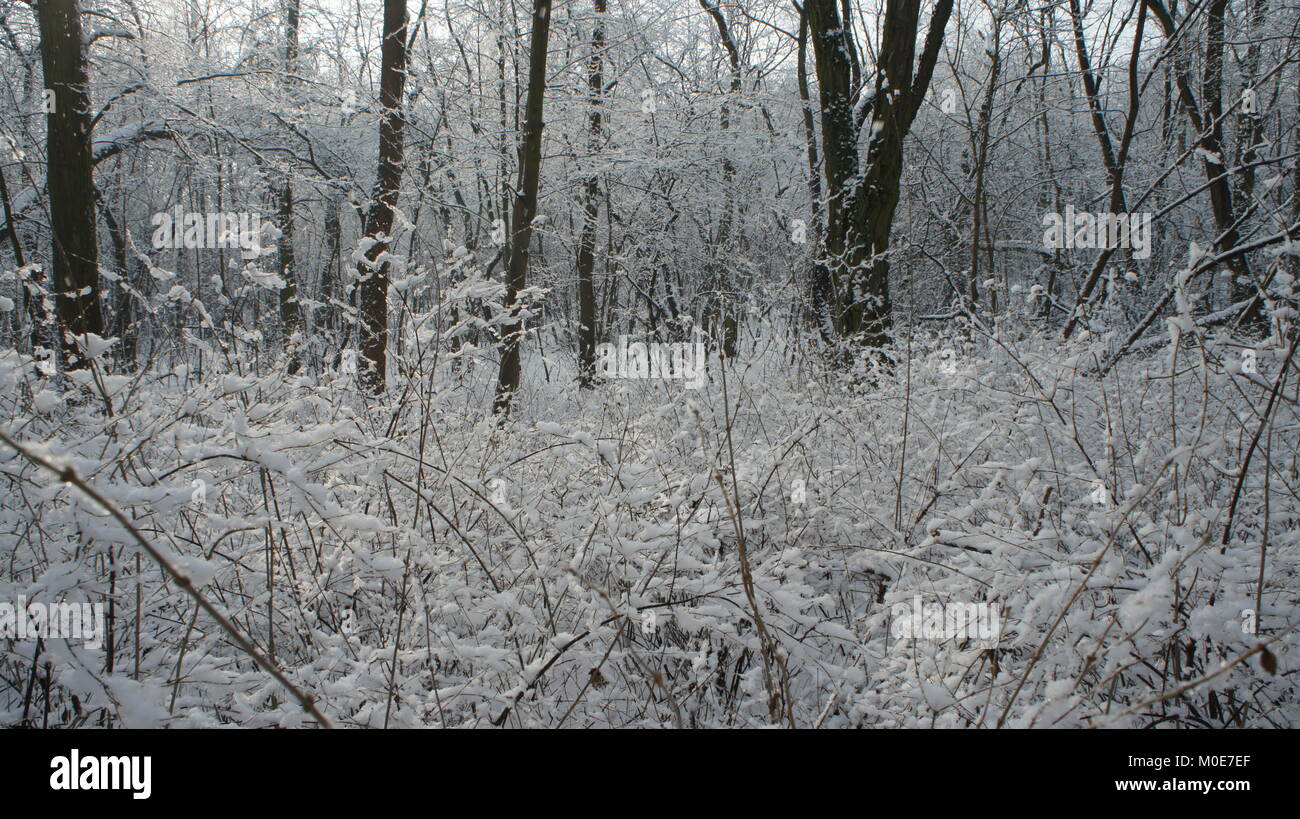 Winter landscape with trees coverd by snow, Winter snow storm in a ...