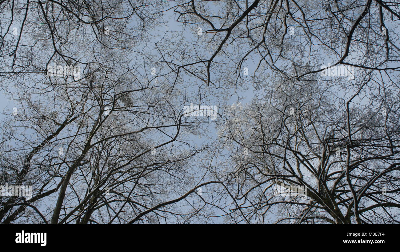 Winter landscape with trees coverd by snow, Winter snow storm in a ...