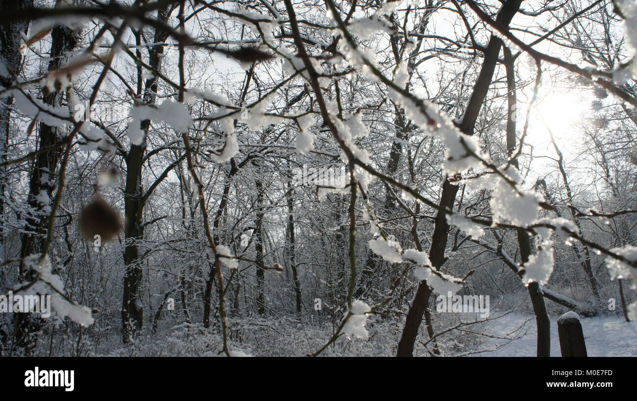 Winter landscape with trees coverd by snow, Winter snow storm in a ...