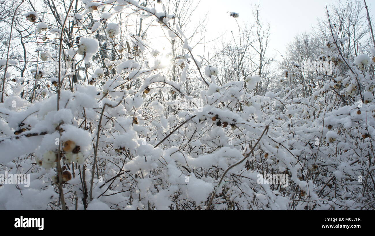 Winter landscape with trees coverd by snow, Winter snow storm in a ...