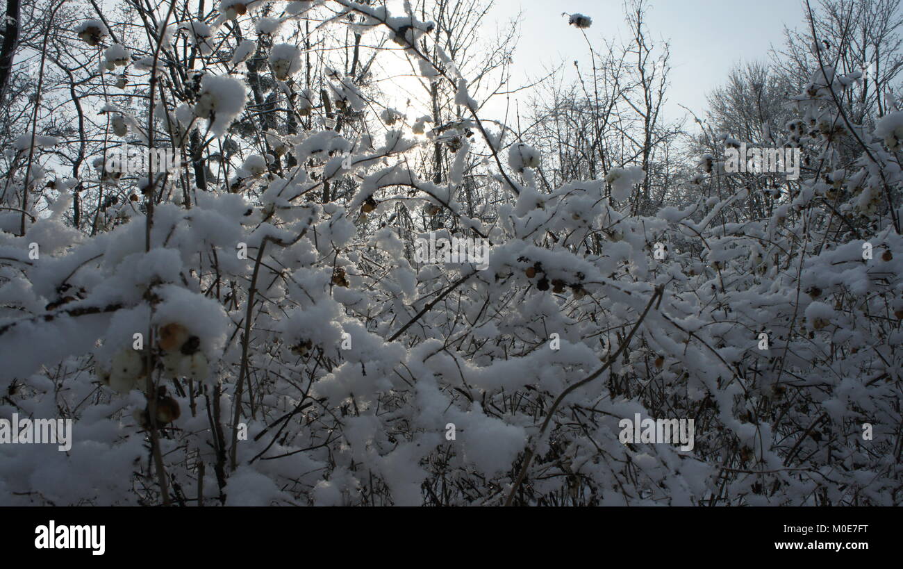 Winter landscape with trees coverd by snow, Winter snow storm in a ...