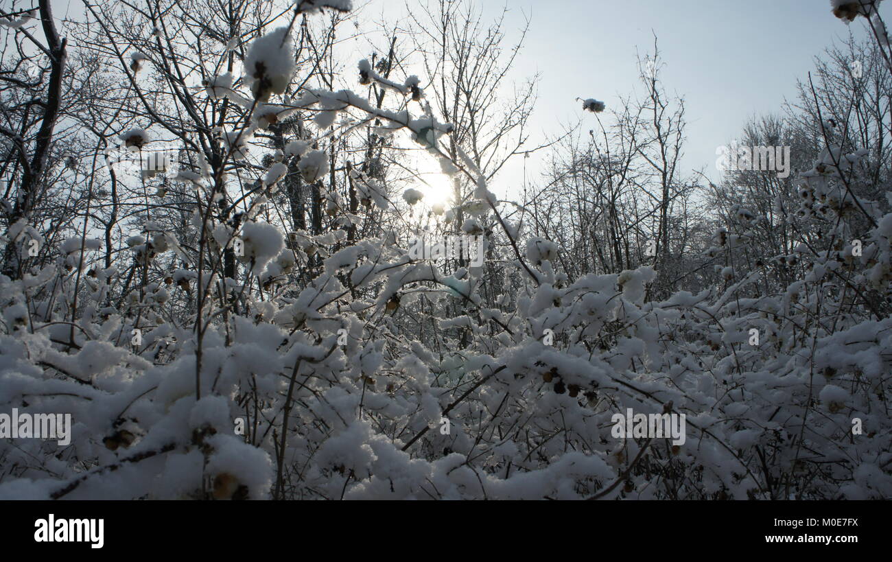 Winter landscape with trees coverd by snow, Winter snow storm in a ...