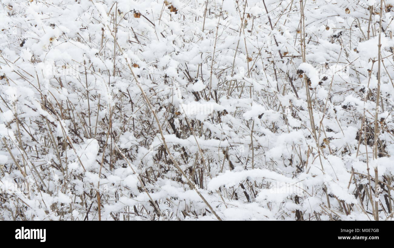 Winter landscape with trees coverd by snow, Winter snow storm in a ...