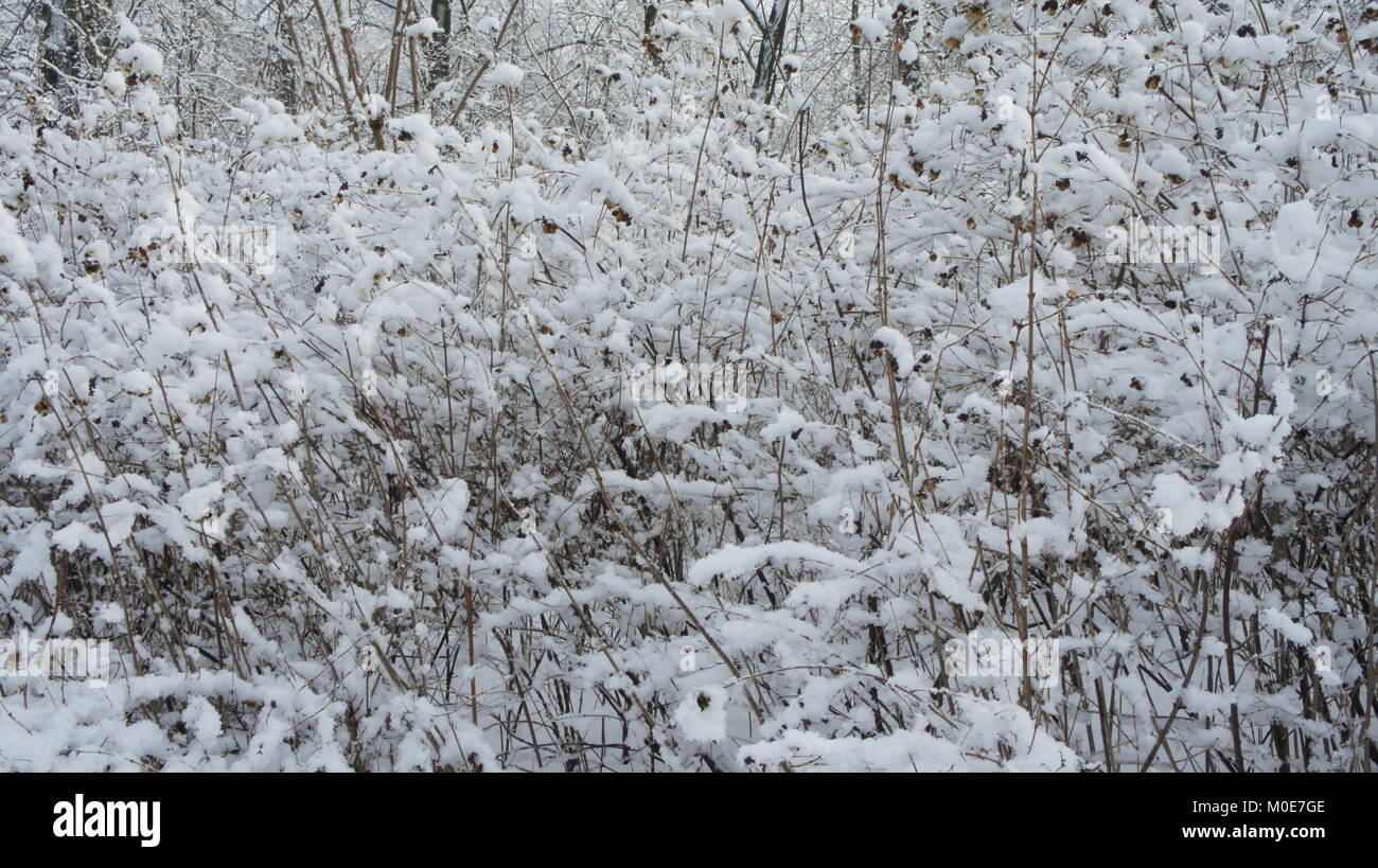 Winter landscape with trees coverd by snow, Winter snow storm in a ...