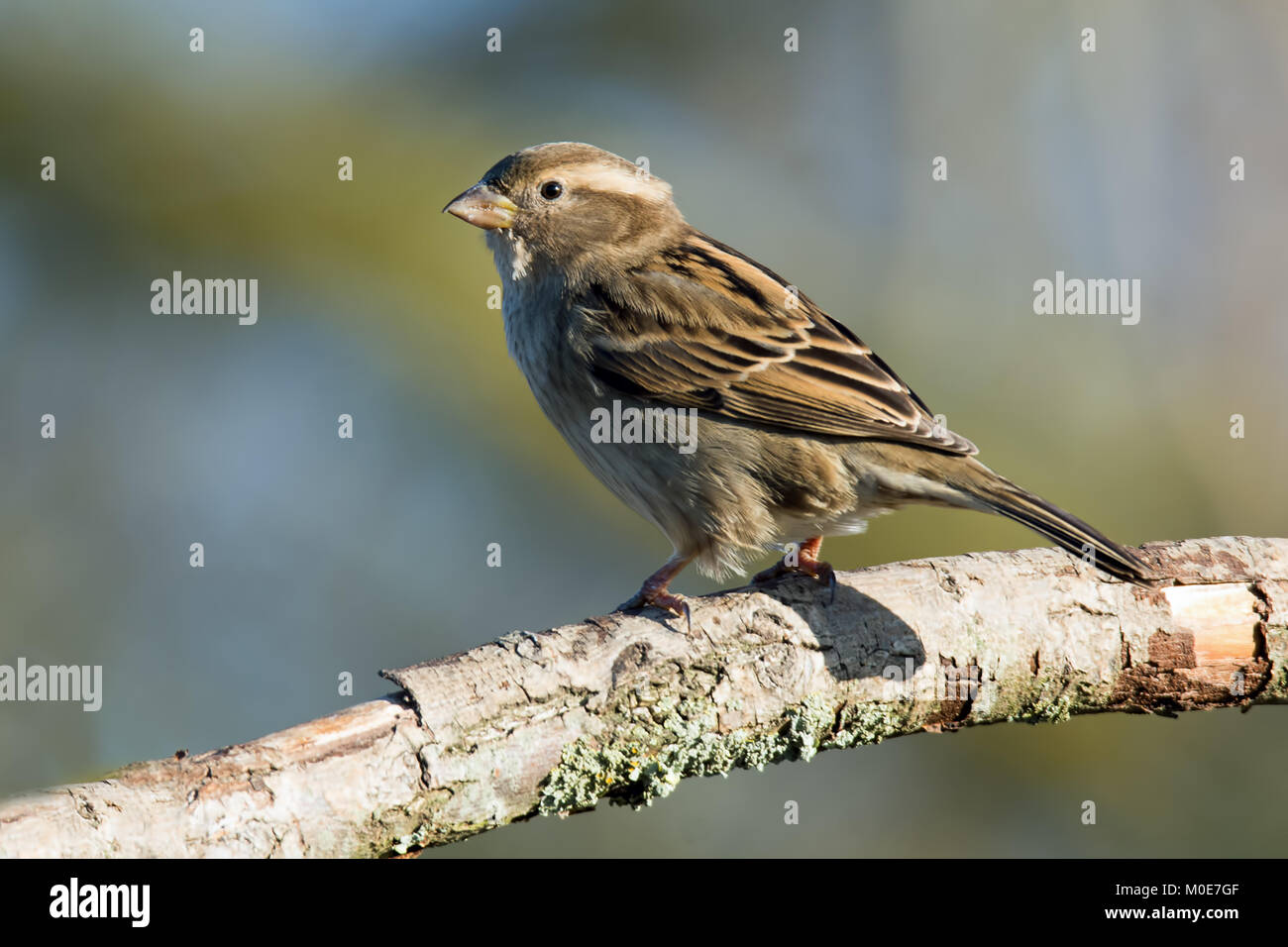 Female House Sparrow Stock Photo - Alamy