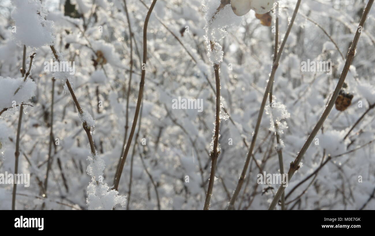 Winter landscape with trees coverd by snow, Winter snow storm in a ...