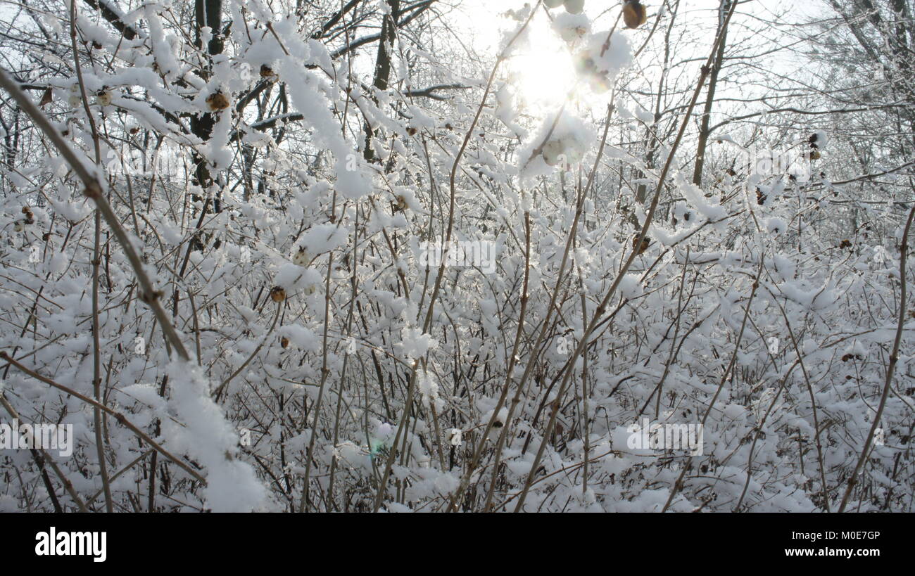 Winter landscape with trees coverd by snow, Winter snow storm in a ...