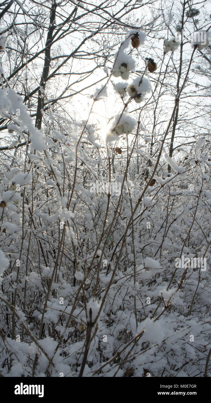 Winter landscape with trees coverd by snow, Winter snow storm in a ...