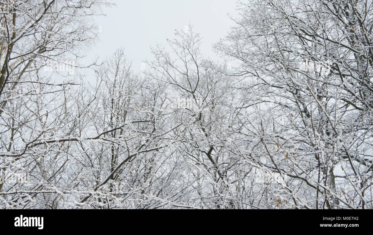 Winter landscape with trees coverd by snow, Winter snow storm in a forest with wind blowing ...