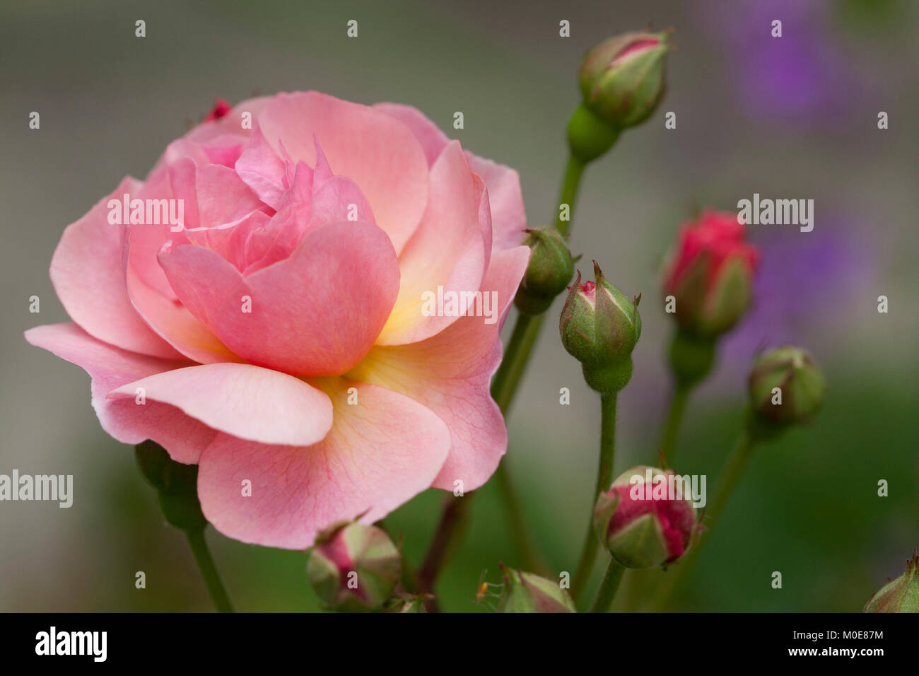 old fashioned pink rose Stock Photo - Alamy
