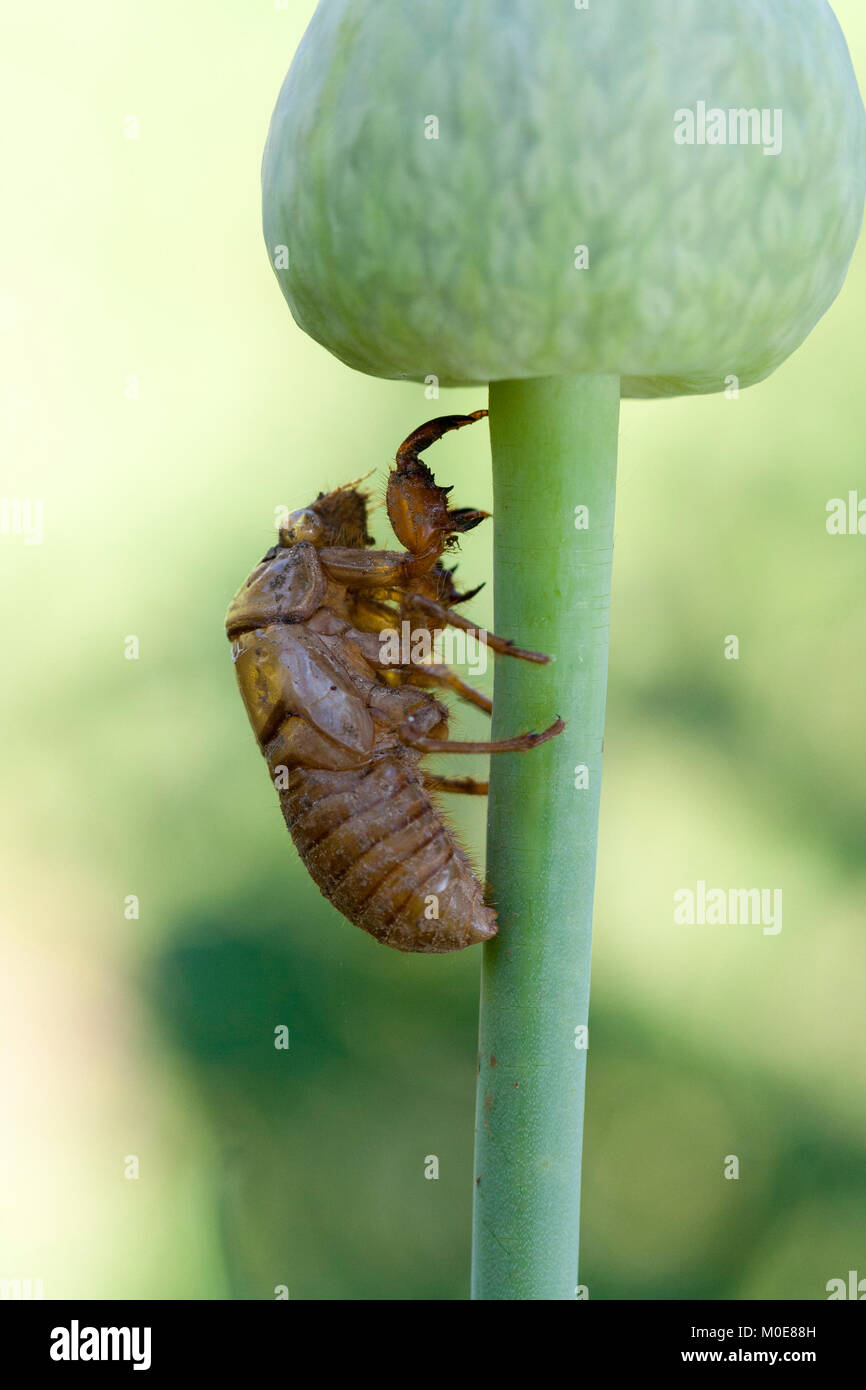 Cicada skeleton hi-res stock photography and images - Alamy