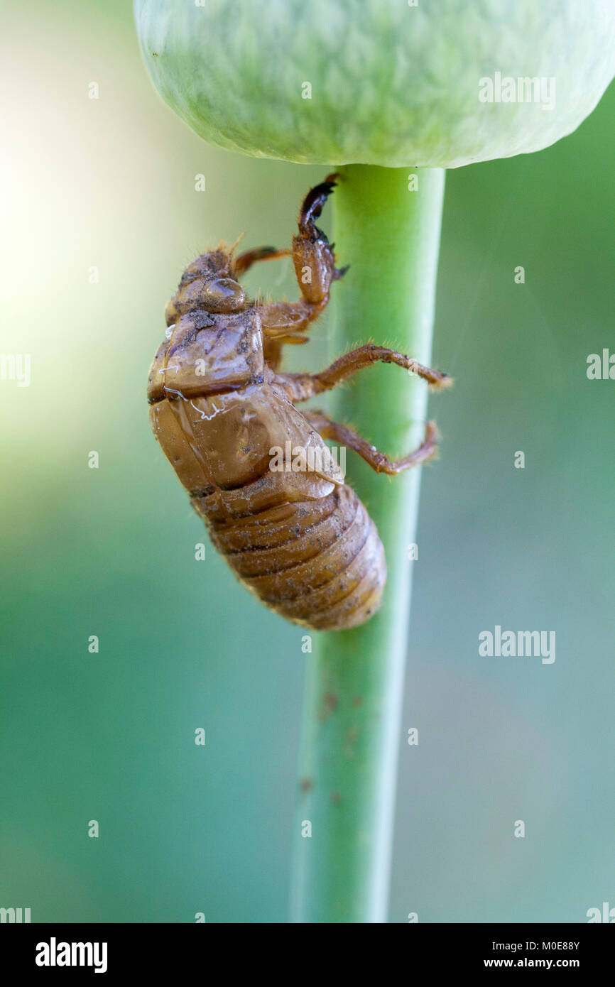 Cicada skeleton clinging to stalk Stock Photo - Alamy