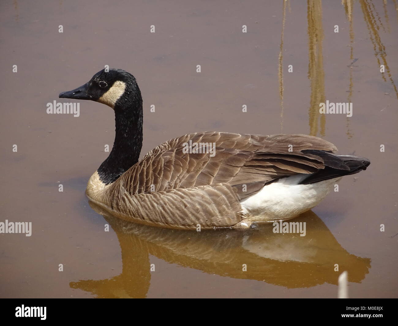 Goose gees hi-res stock photography and images - Alamy