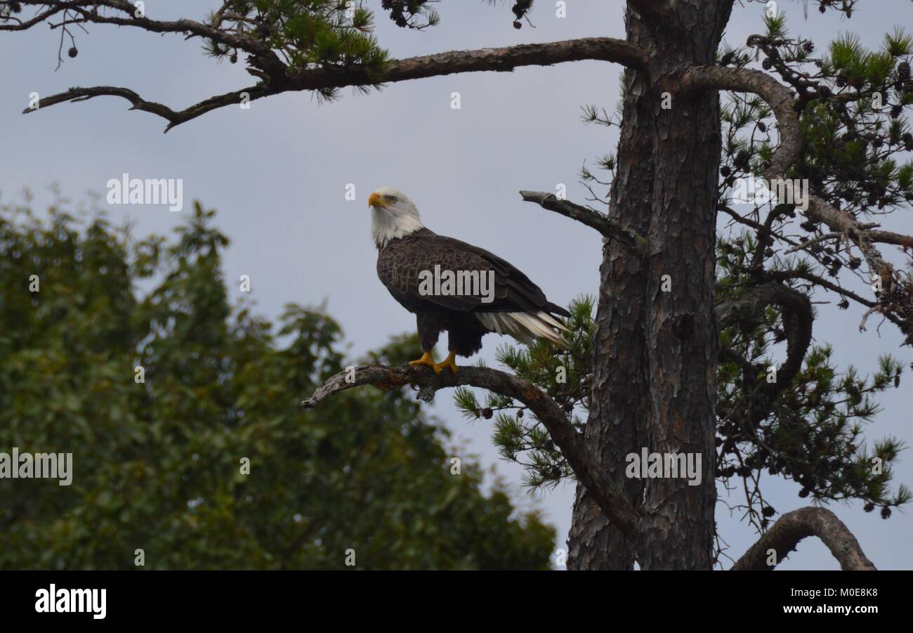 Virginia bald eagles hi-res stock photography and images - Alamy
