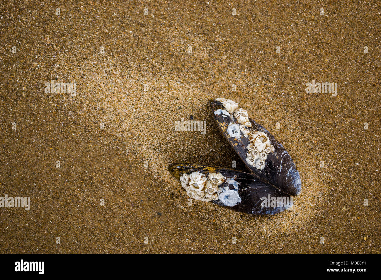 Open mussel shell with barnacles attached in the sand Stock Photo - Alamy