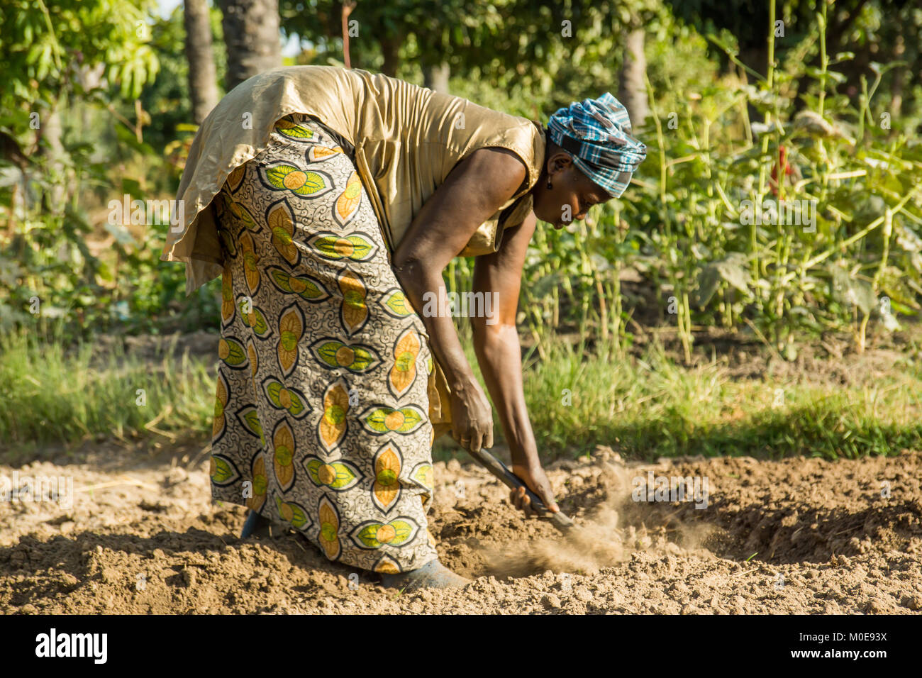 An african woman works in the fields of Gambia. She is ploughing the ...