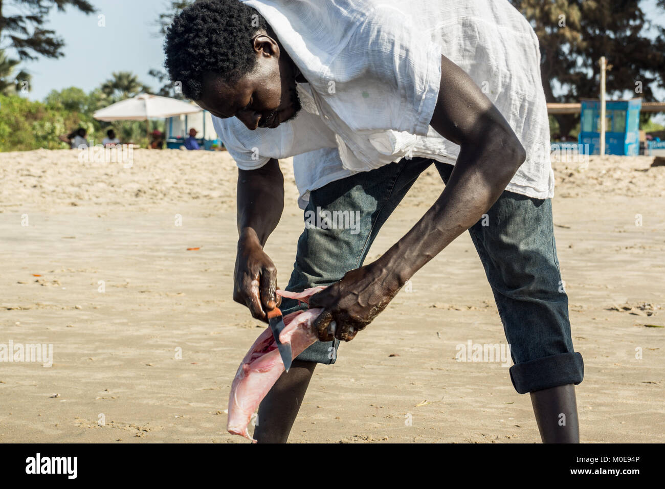 An african male prepares a freshly caught fish on the beach in Gambia ...
