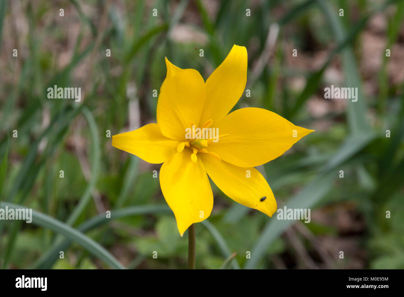 one wild yellow tulip flower Stock Photo - Alamy