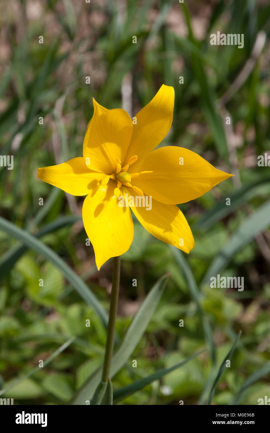 One wild flower hi-res stock photography and images - Alamy