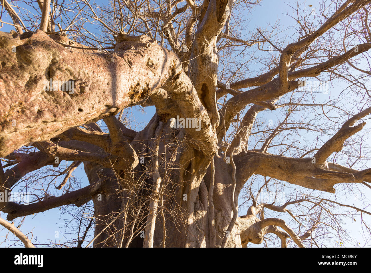 Baobab close up pattern, fisheye view. Botswana, one of the most ...