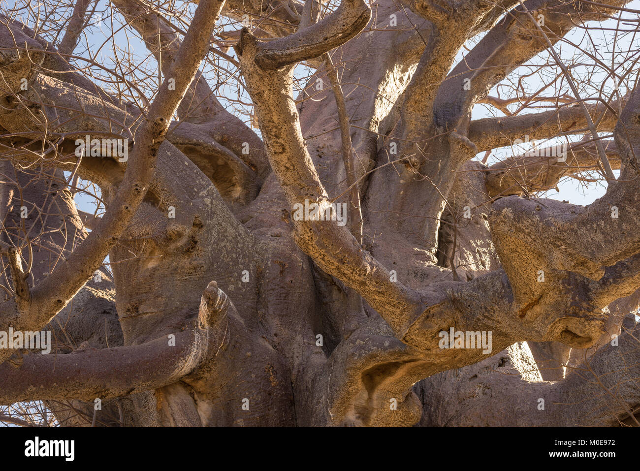 Baobab close up pattern, fisheye view. Botswana, one of the most ... Baobab close up pattern, fisheye view. Botswana, one of the most ...