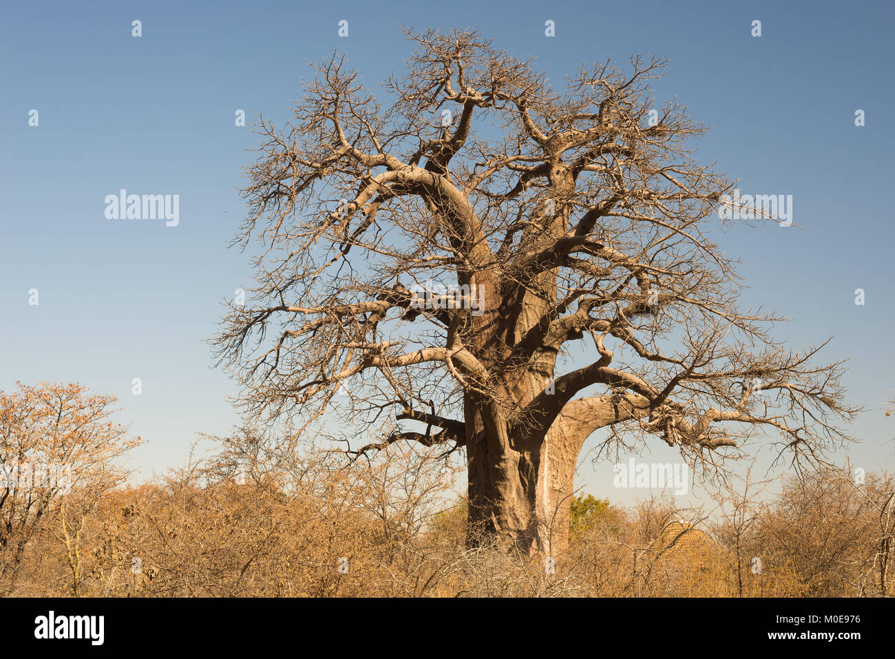 Baobab plant in the african savannah with clear blue sky. Botswana, one ...
