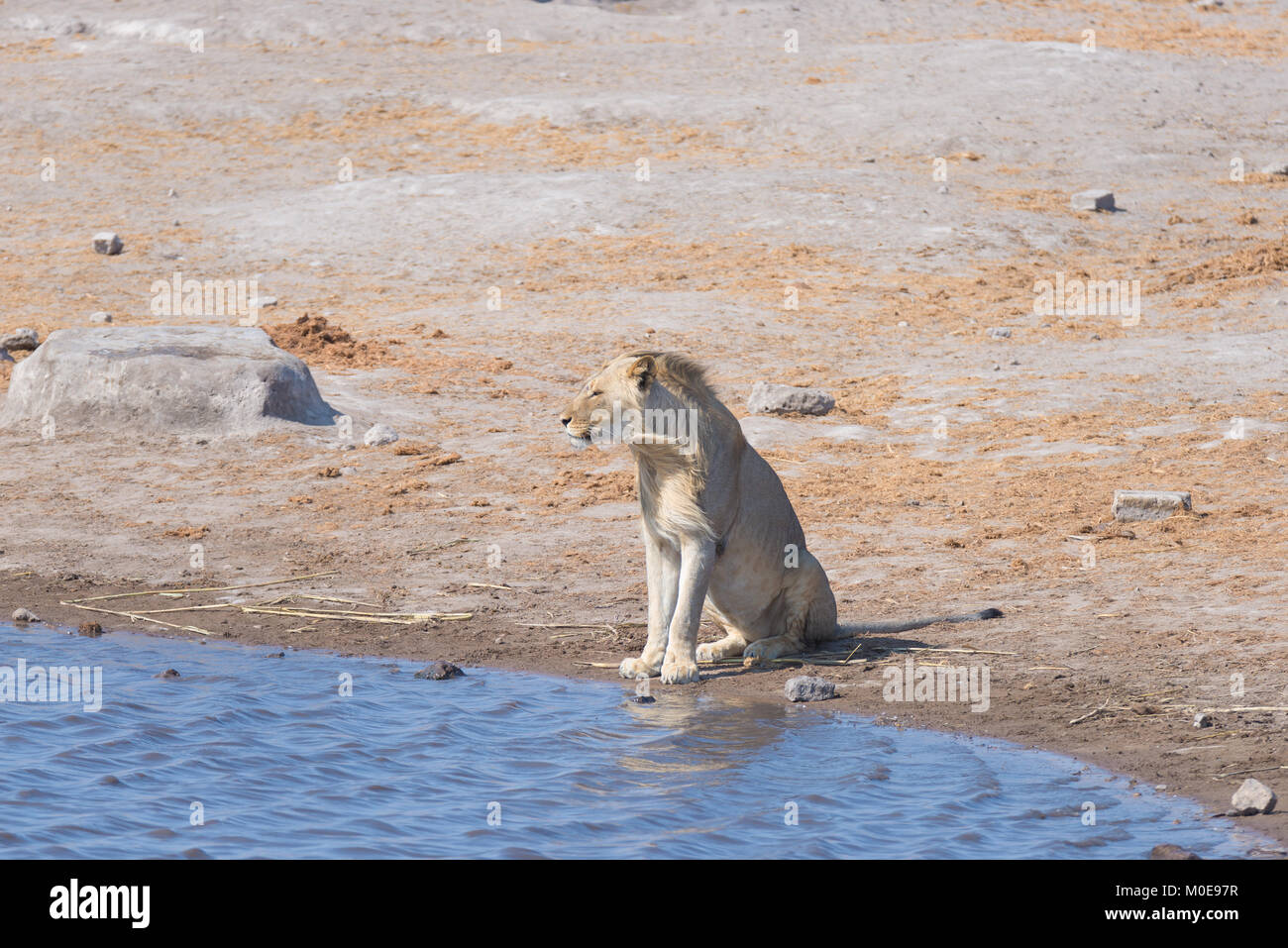 Lion at water pond. Wildlife Safari in Etosha National Park, the main ...